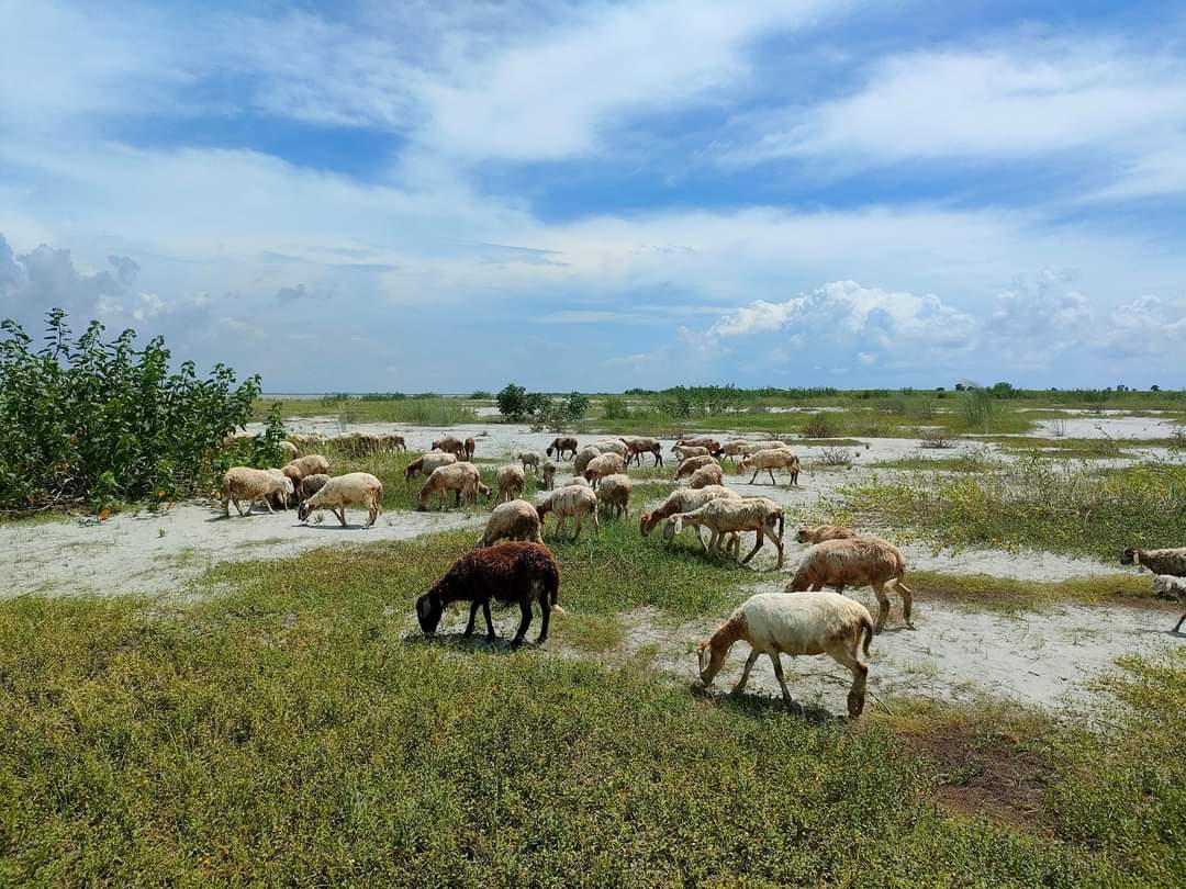 Garol Sheep Farming: Profitable Venture in the Livestock Sector - PKSF ...