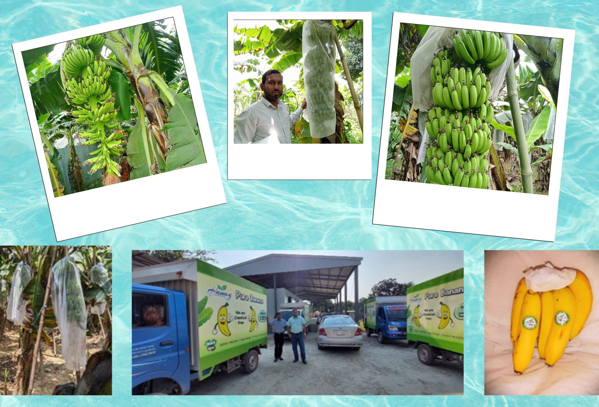 G-9 Banana production expansion in Bangladesh - PKSF-Rural Microenterprise Transformation ...